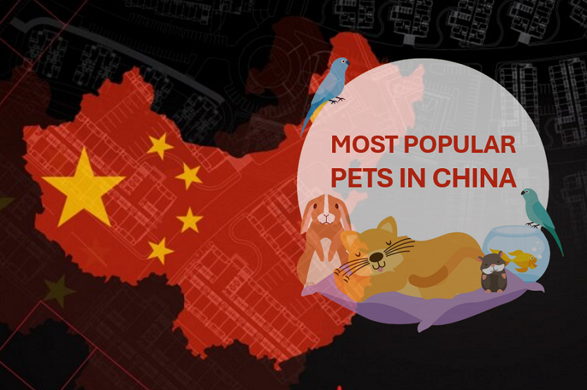 Most Popular Pets in China - The Run Time
